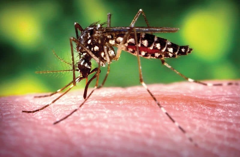 Ninja Mosquitoes and How to Repel Them on New Year’s Eve