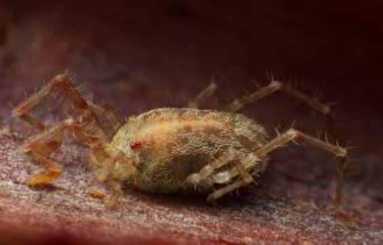 How To Avoid Chiggers And Ticks While Hiking