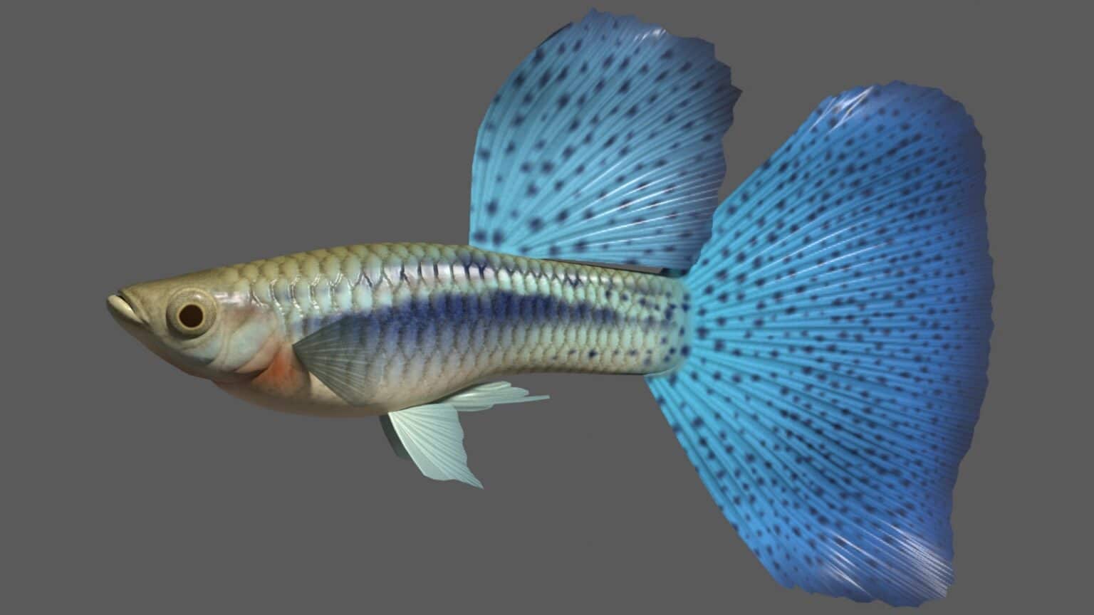 Non-Native Fish Can Help Control Mosquito Populations